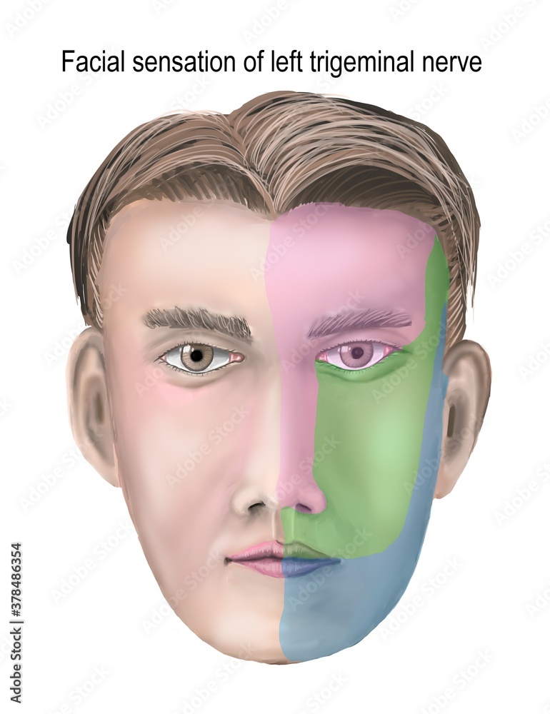 sensory distribution of trigeminal nerve Stock Illustration | Adobe Stock