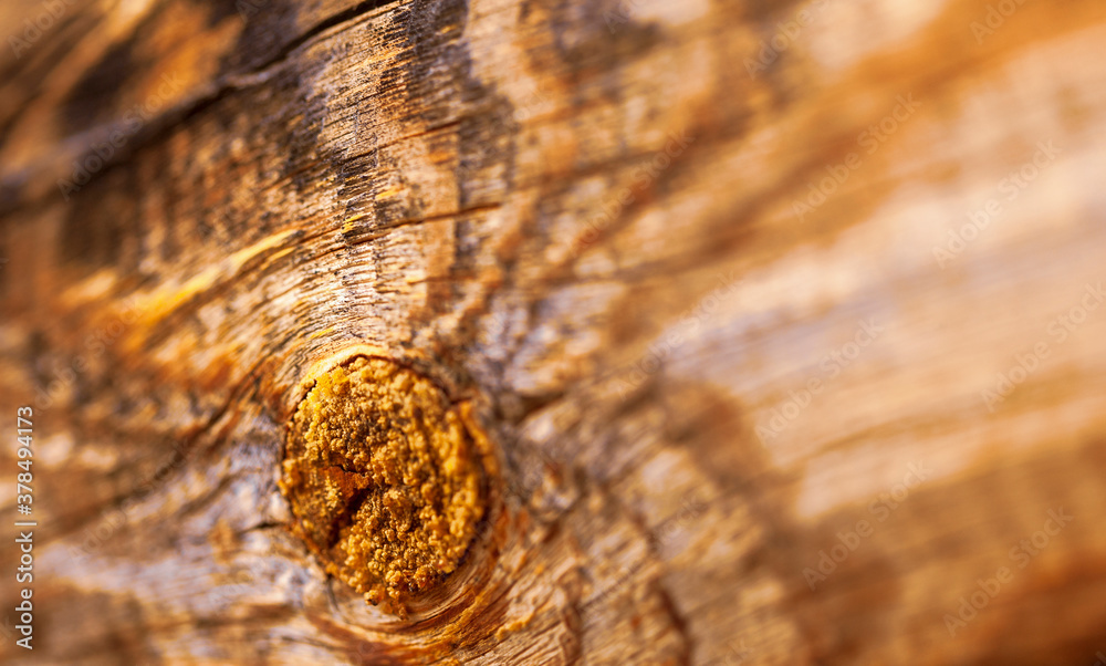 Knot on pine log of rural house with intricate lines and caked resin ...