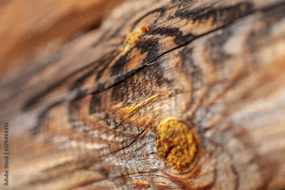 Knot on pine log of rural house with intricate lines and caked resin ...