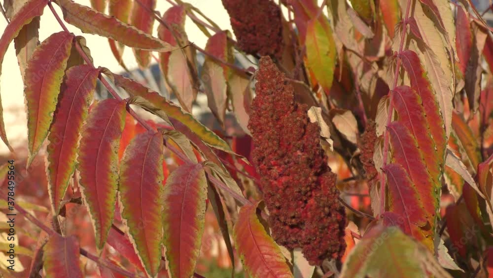 Autumn leaves of sumac tree (Lat. Rhus typhina) or sumac reindeerium ...