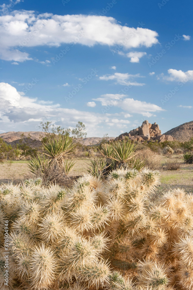 Amazing colors and contrast of Joshua Tree National Park, strange ...