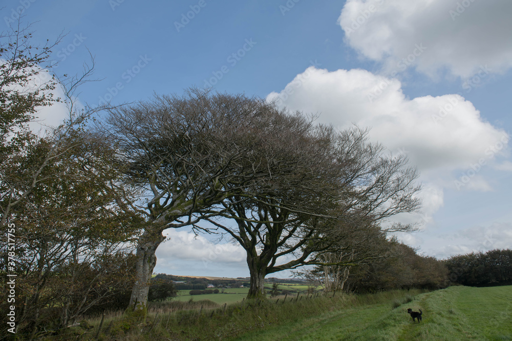 Autumnal Foliage of a Windswept Beech Tree (Fagus sylvatica) Growing in ...