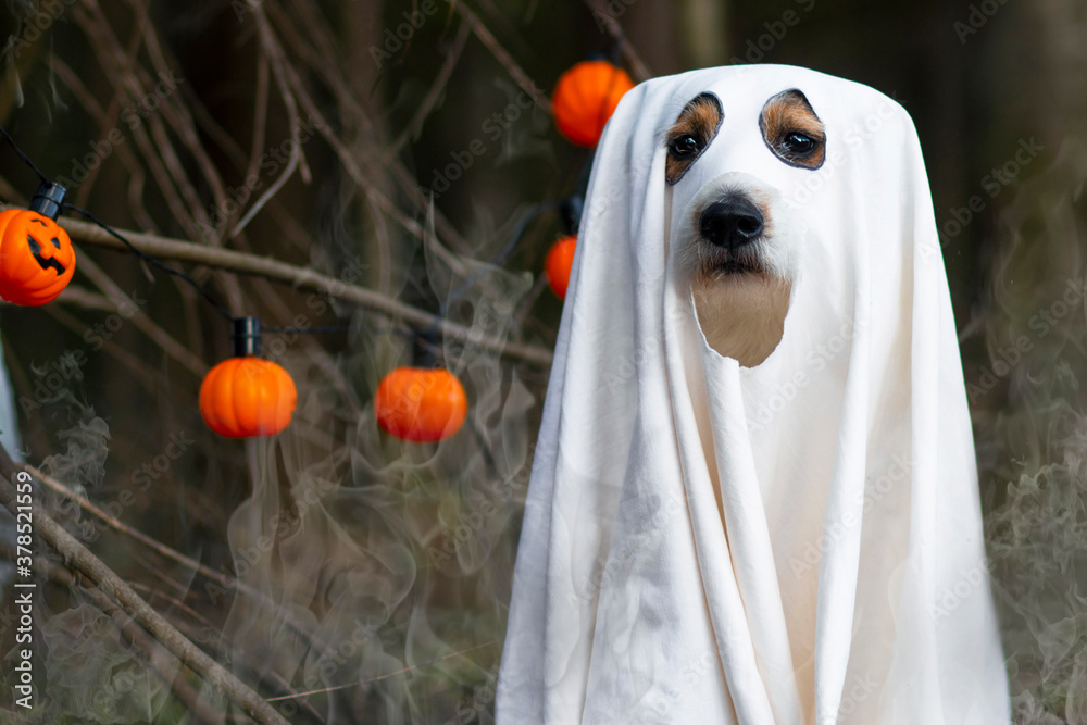 dog sits like a halloween ghost in the forest, with a pumpkin lantern ...