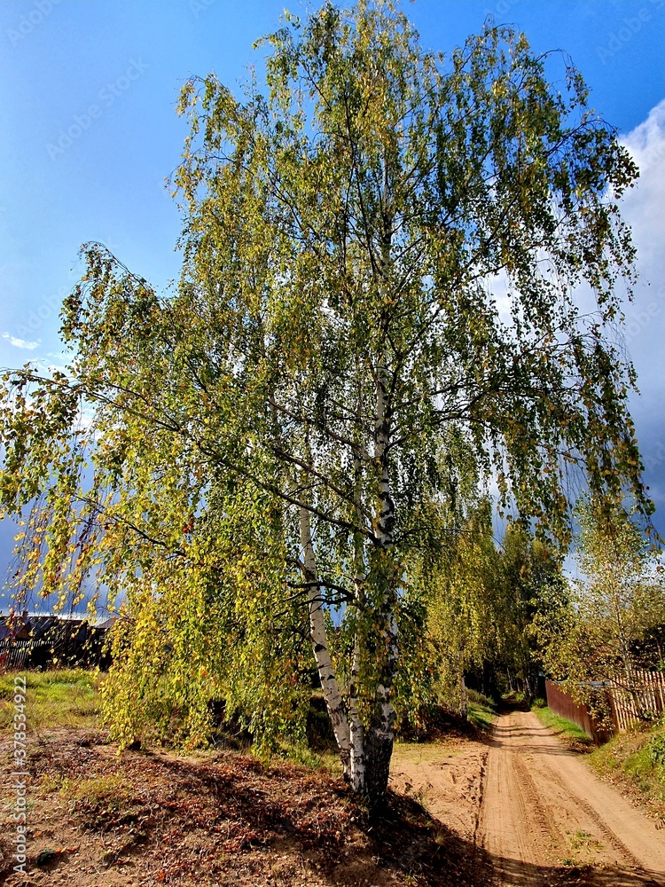 Birch is an integral symbol of everything that is native and unique ...