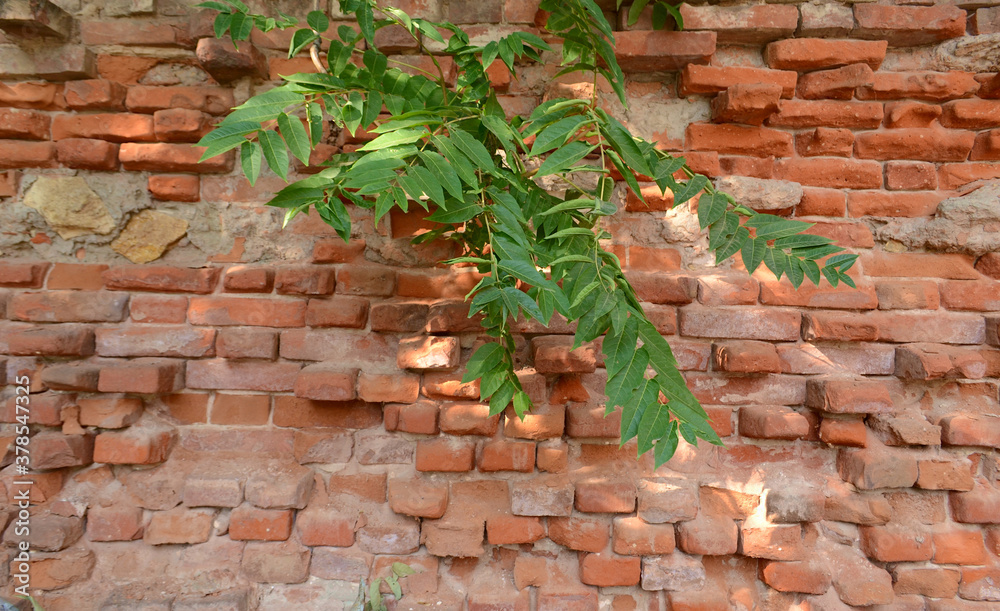 old red brick wall with protruding bricks and green tree branch Stock ...