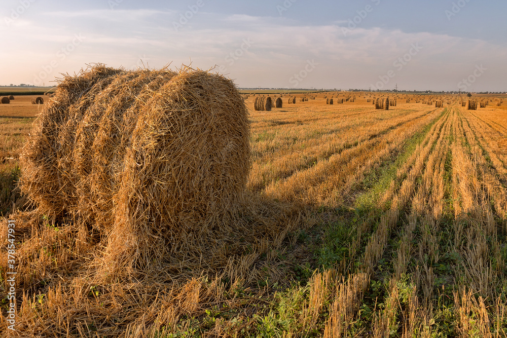 Hay bale. Agriculture field with sky. Rural nature in the farm land ...