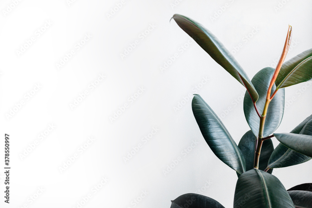 rubber plant on white background Stock Photo | Adobe Stock