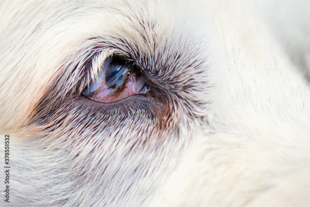 How Can You Tell A Dogs Age By Their Eyes