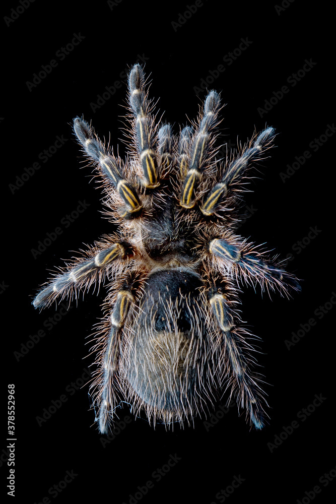Grammostola Pulchripes tarantula (Chaco Golden Knee), tarantula front ...