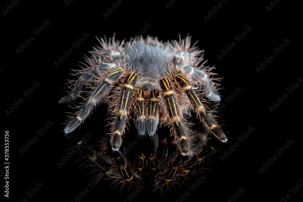 Grammostola Pulchripes tarantula (Chaco Golden Knee), tarantula front ...