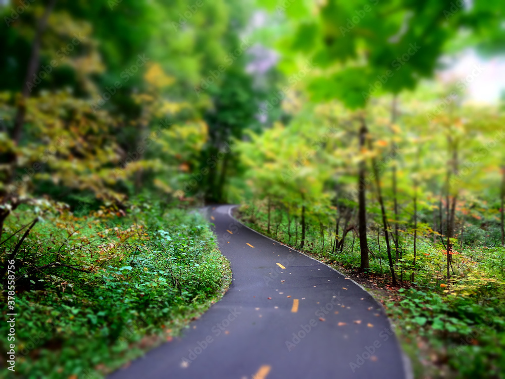 Une piste cyclable dans une forêt Stock Photo | Adobe Stock