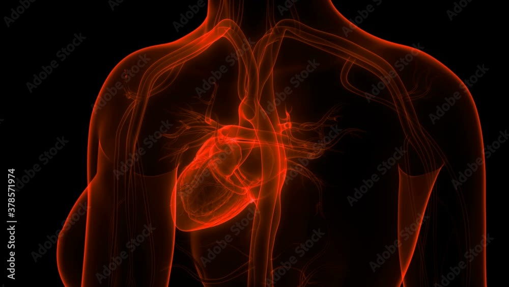 Human Circulatory System Heart Anatomy Animation Concept Stock ビデオ ...