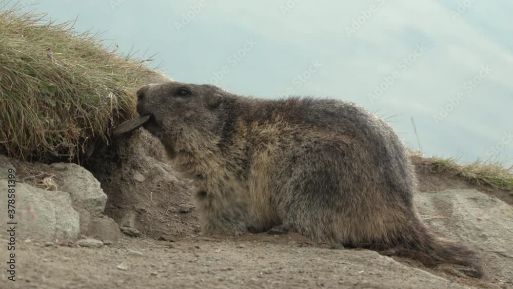 Alpine marmot holding something in mouth digging in nest, Europe Stock ...