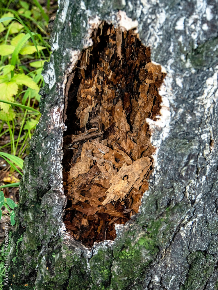 hollows and holes in an old tree in the forest Stock Photo | Adobe Stock