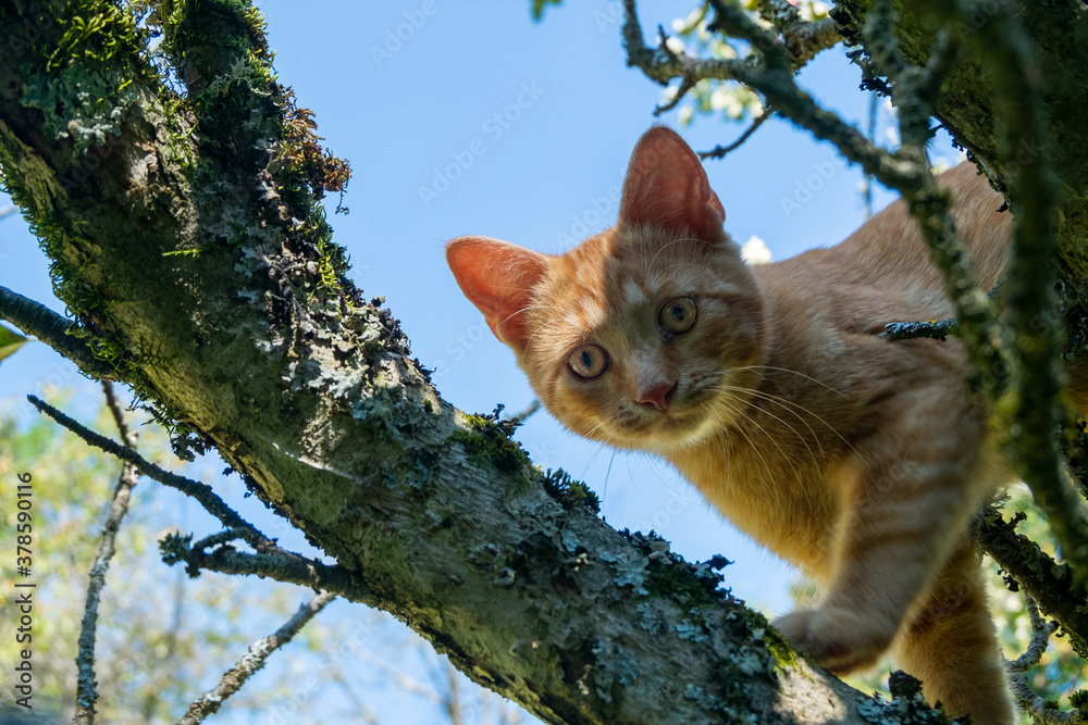 CAT IN THE TREE . KATZE AM BAUM Stock Photo | Adobe Stock