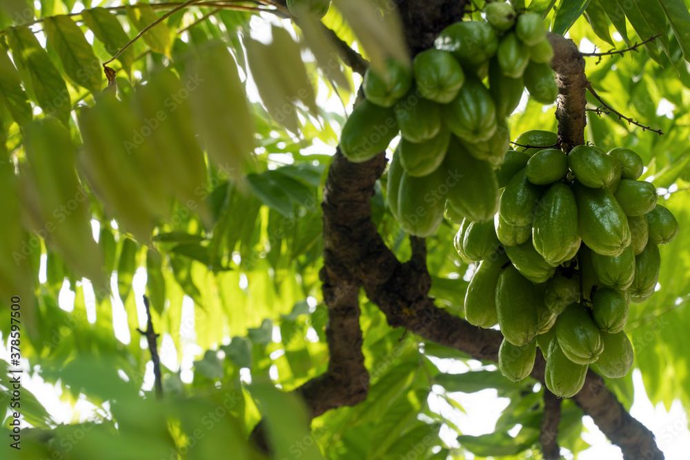 Averrhoa bilimbi on the tree, is a fruit-bearing tree of the genus ...