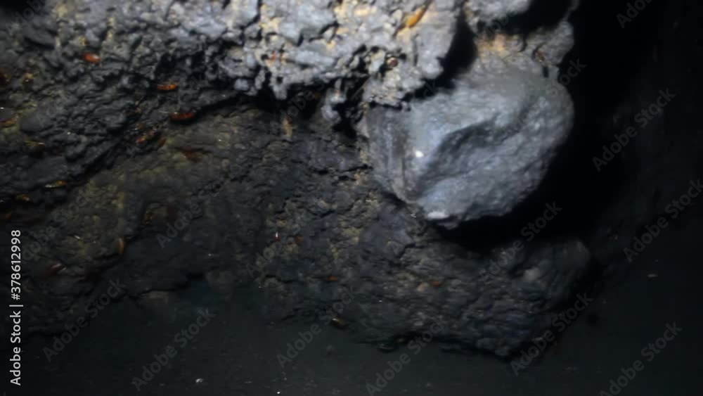 Settlement of giant cockroaches in a cave next to a colony of bats. You ...