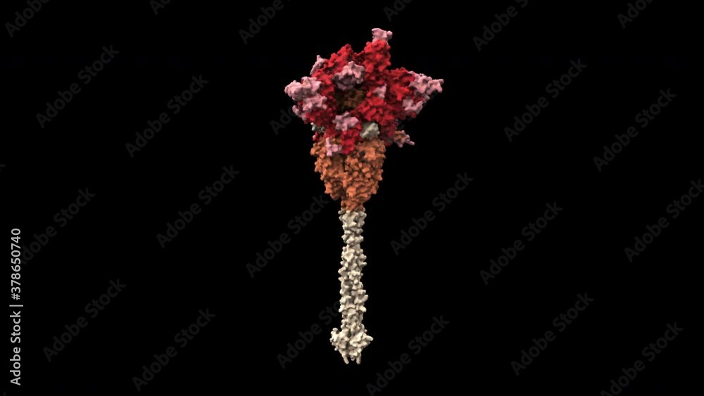 Vidéo Stock SARS-CoV-2 Spike S Protein - rotation loop - 3d model ...