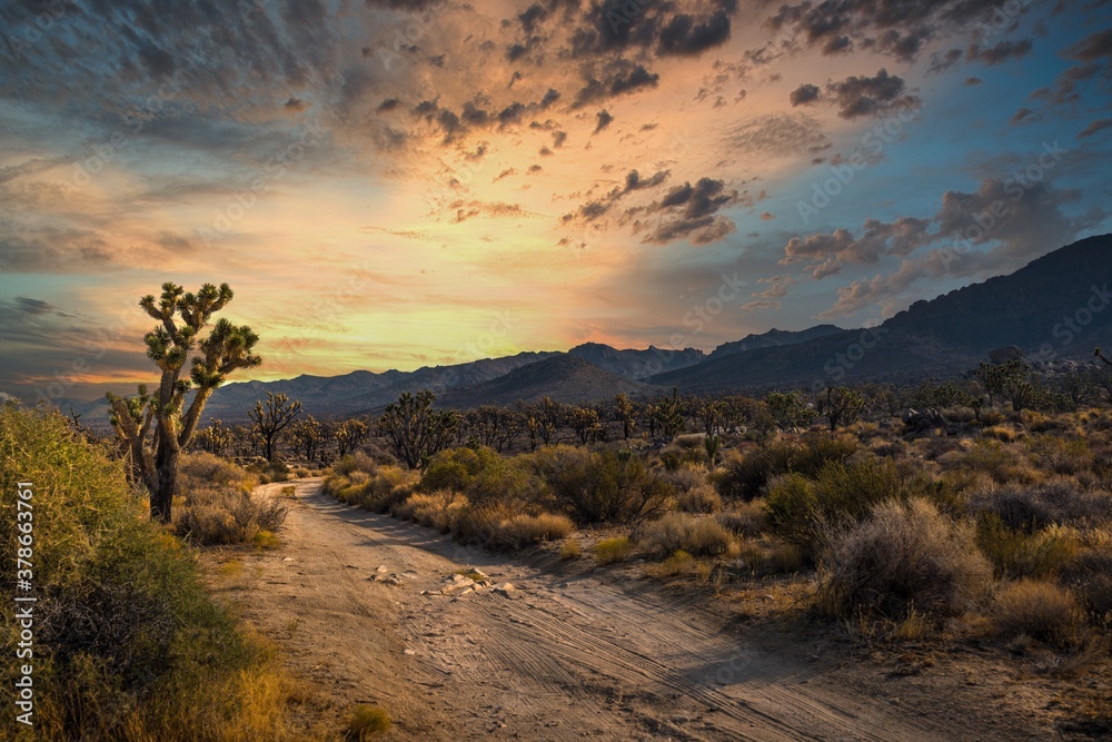 This beautiful outdoor image captures a golden sky right before sunset ...