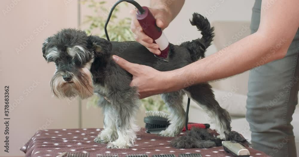 The close up of the male hands, who is clipping a yorkshire terrier ...