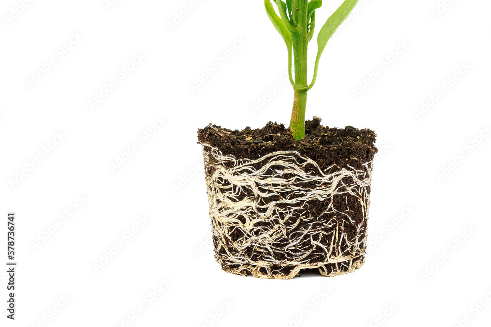 Bell pepper seedling with a well-developed root system on a white ...