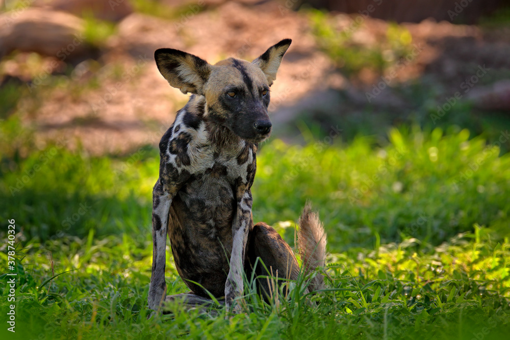 Are Painted Dogs Dangerous