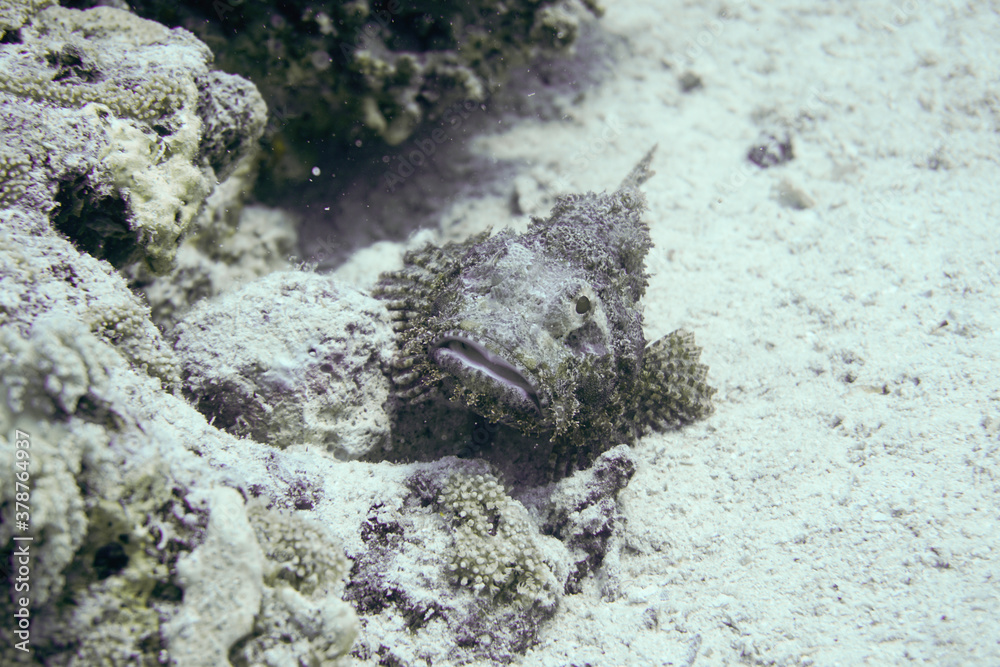Beautiful Stone Fish Swimming In The Red Sea In Egypt. Stonefish ...