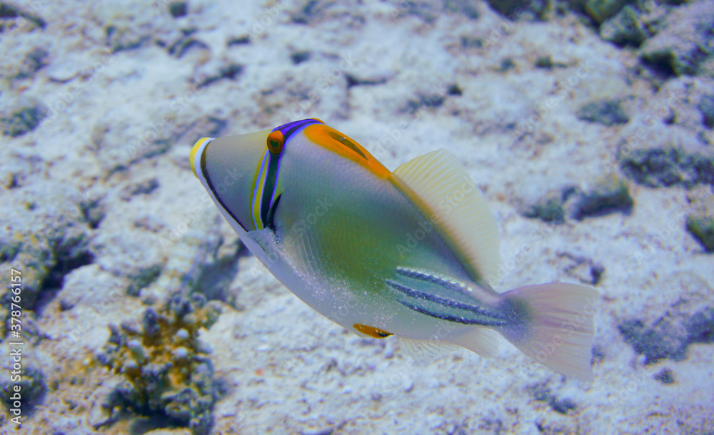 Beautiful Trigger Fish Picasso Triggerfish Swimming In The Red Sea In ...