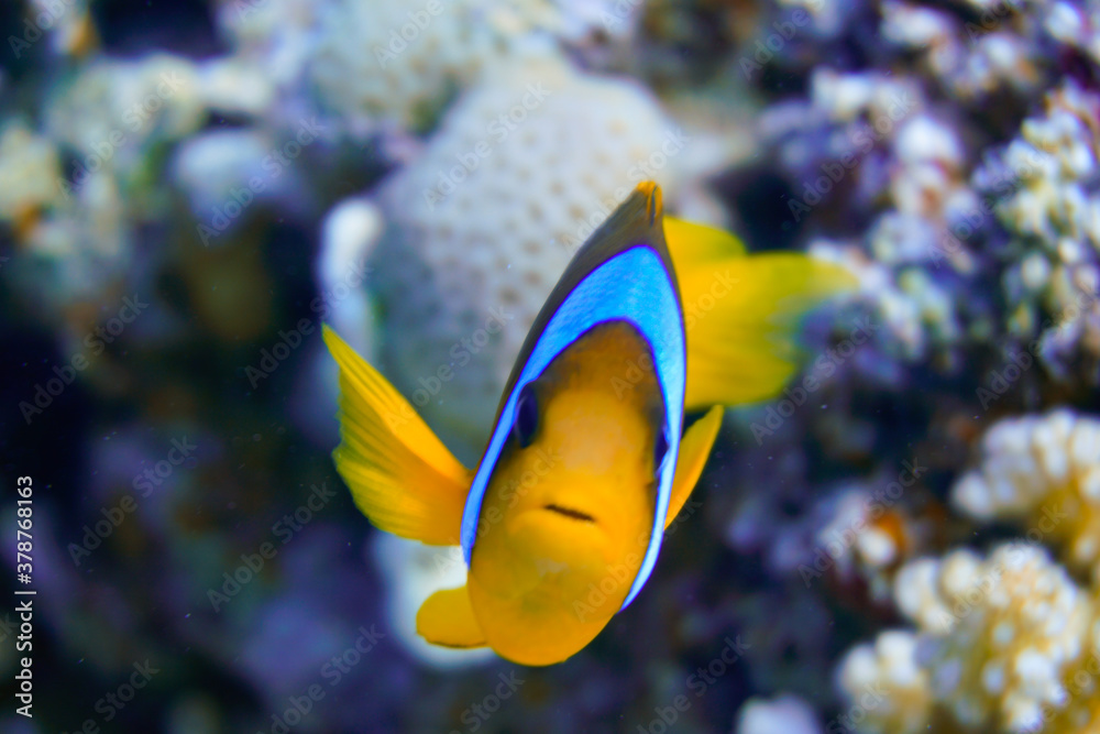Beautiful Coral Fish Nemo Swimming In The Red Sea In Egypt. Finding ...