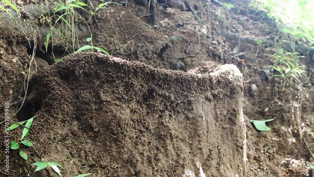Earth ants built an cylindrical anthill of particles of the soil. Rain ...