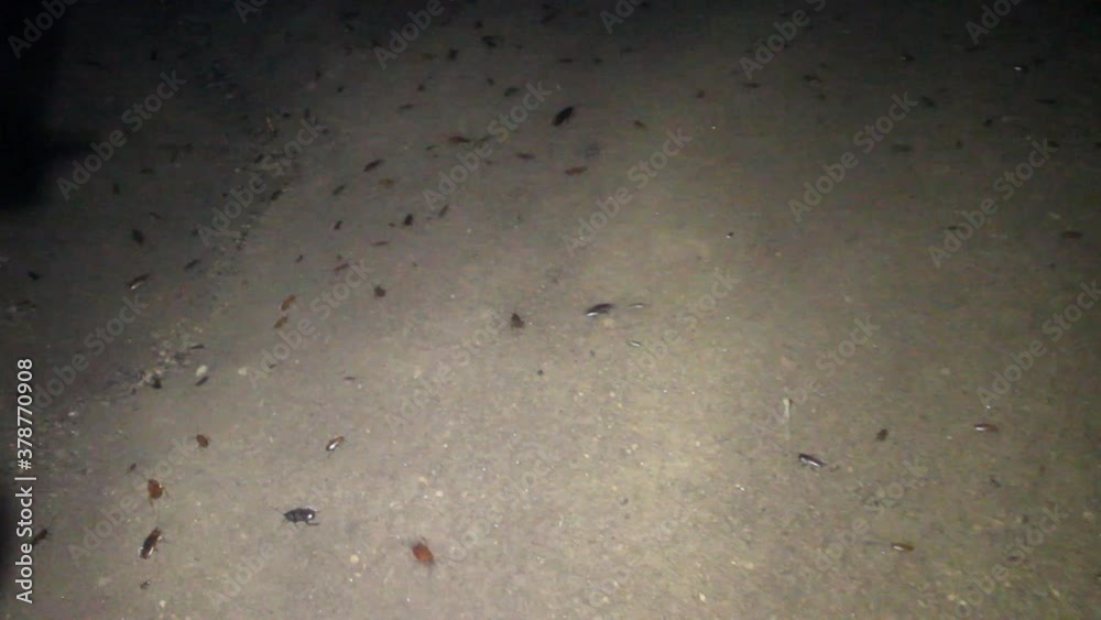 Giant cockroaches (Periplaneta - accidental introduced species) live in ...