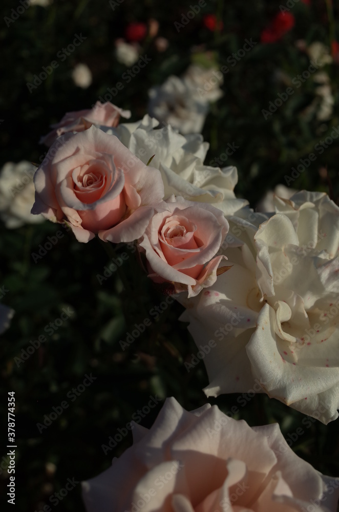 Faint Pink Flower of Rose 'Majolika' in Full Bloom Stock Photo | Adobe ...