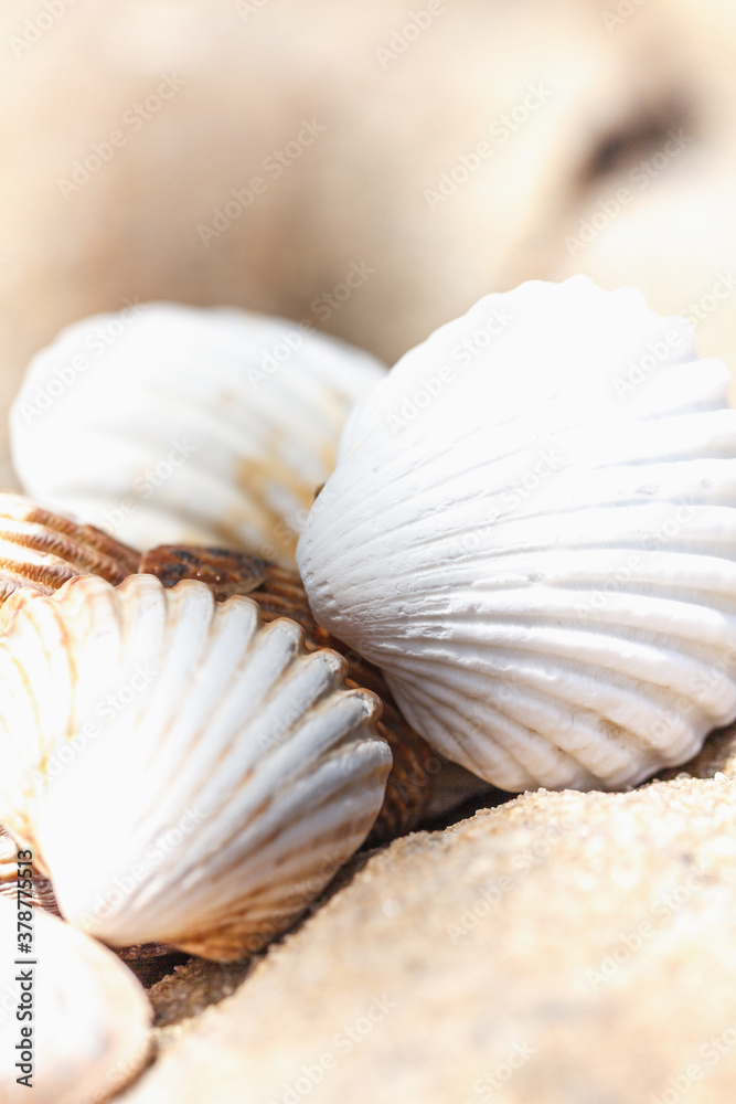 Muscheln am Strand - Sommer Sonne Sand und Meer - perfekter Urlaub bis ...