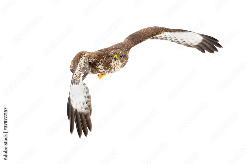 Common buzzard, buteo buteo, flying in the air isolated on white ...