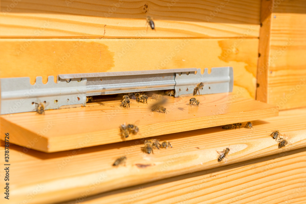 Entrance in beehive inhaler with busy honey bees Stock Photo | Adobe Stock