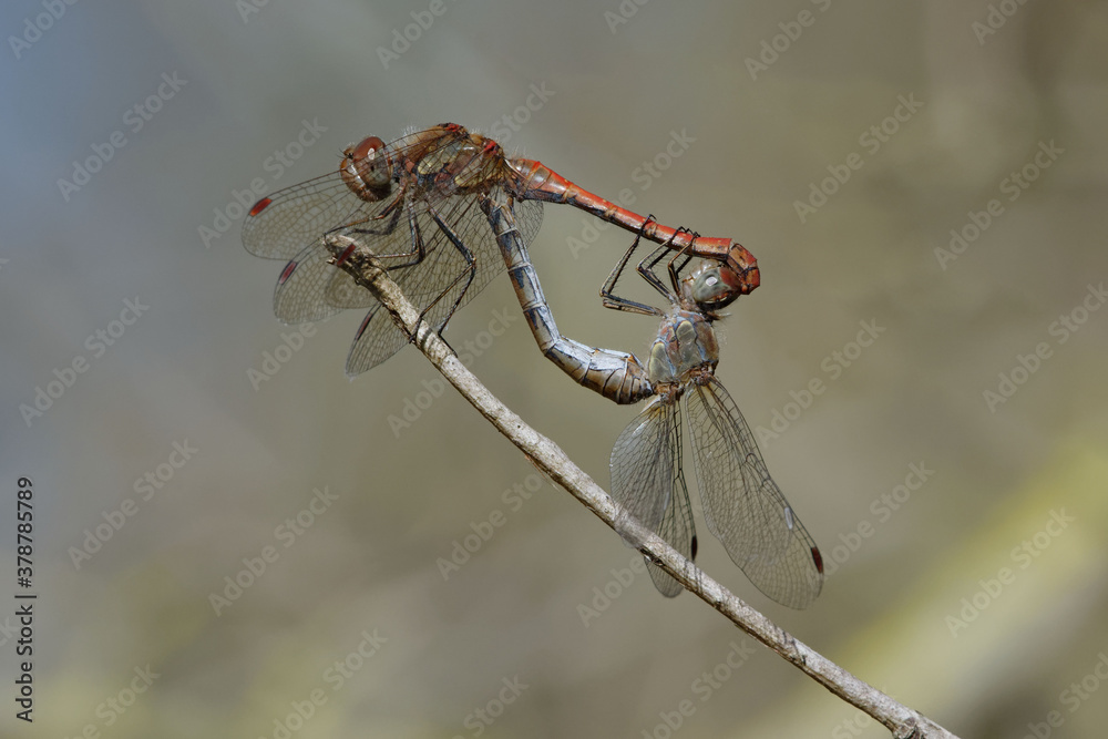 Mating of Common darters (Sympetrum striolatum) on a twig Stock Photo | Adobe Stock