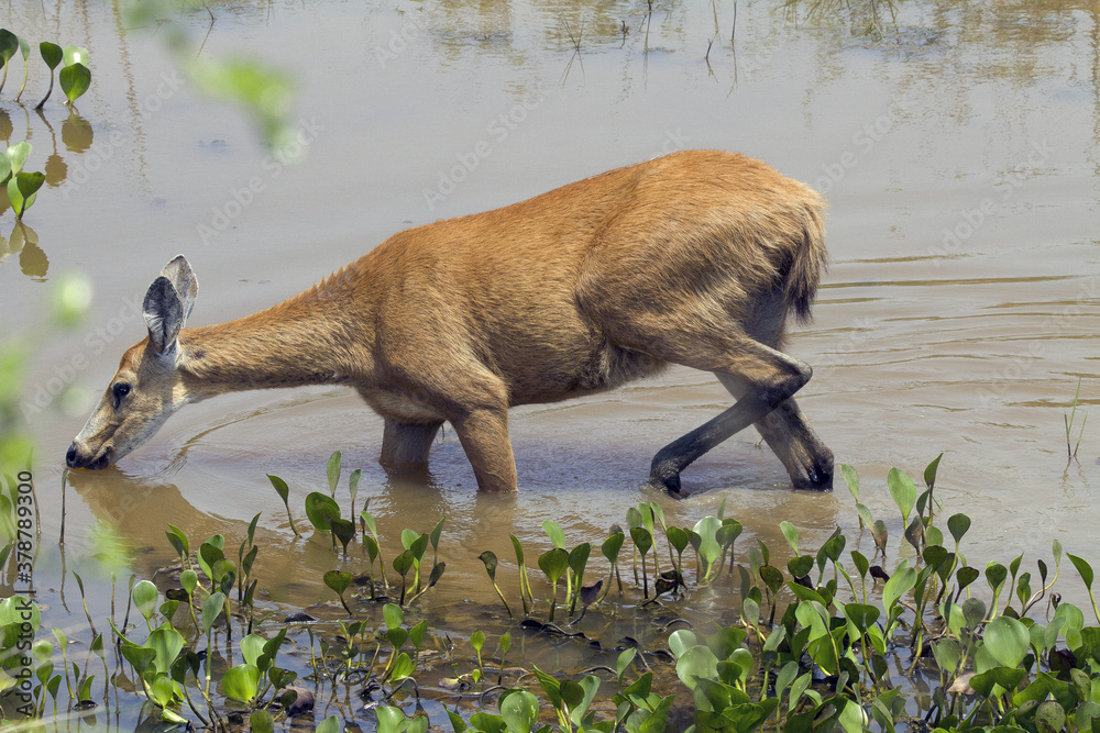 Cervo-do-Pantanal - espécie ameaçada de extinção. Stock Photo | Adobe Stock