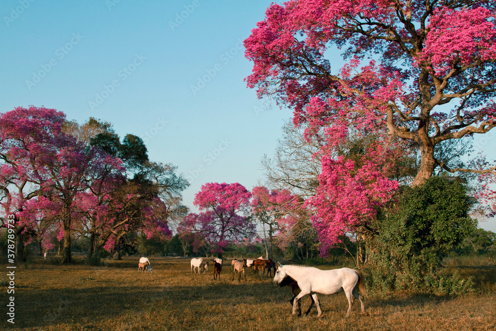 Piúva-do-pantanal, Ipê roxo, Ipê roxo de sete folhas, Ipê preto, Ipê ...