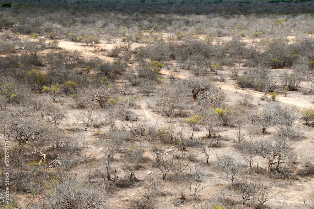 Vegetação da caatinga no período da seca. Stock Photo | Adobe Stock