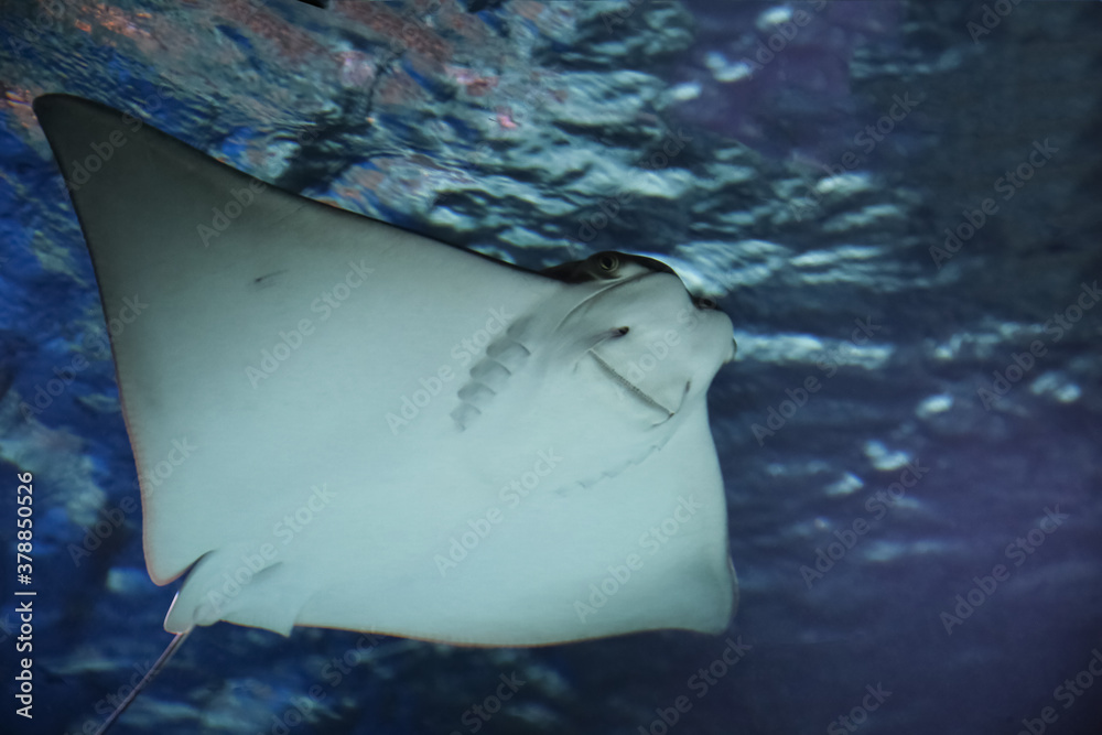 stingray fish swims underwater in an aquarium Stock Photo | Adobe Stock