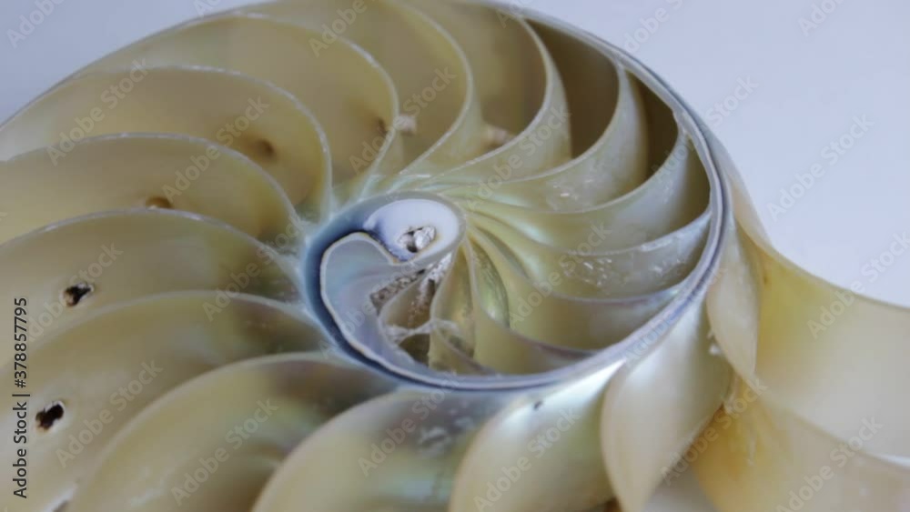 nautilus shell stock Fibonacci footage video clip turning golden ratio ...