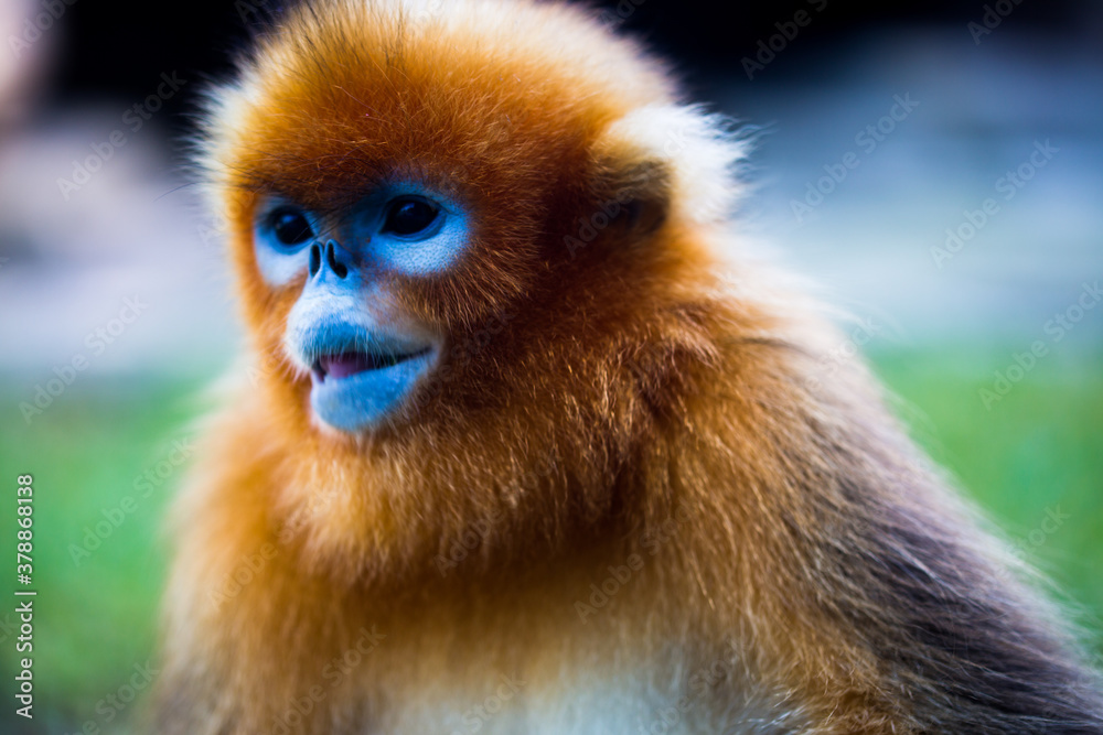 Chinese Golden monkey(Rhinopithecus), a very rare primate Stock Photo ...