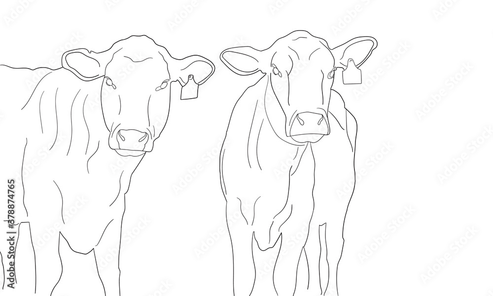Cow Line work Stock Vector | Adobe Stock