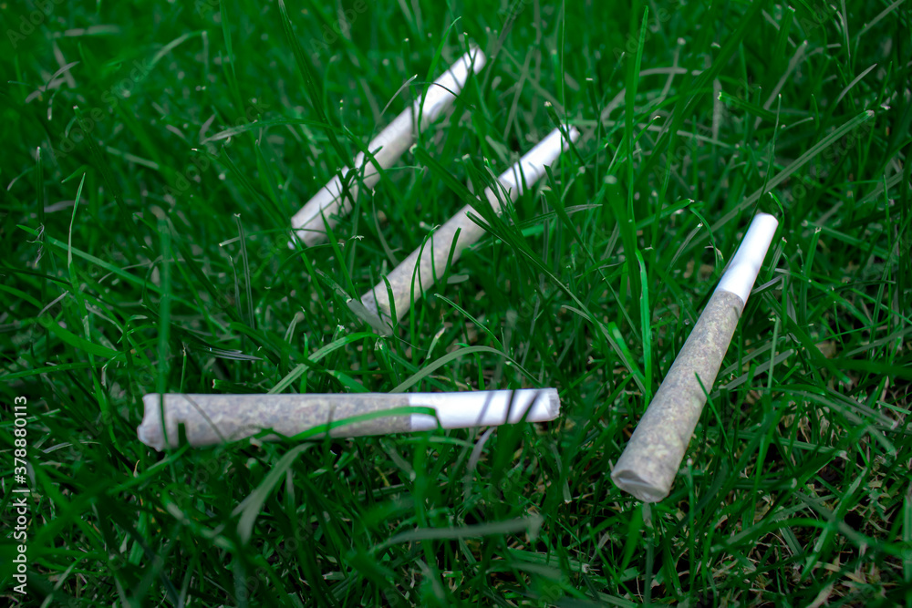 Pre-Rolls Cannabis Joints marijuana weed on a fresh lawn grass surface ...
