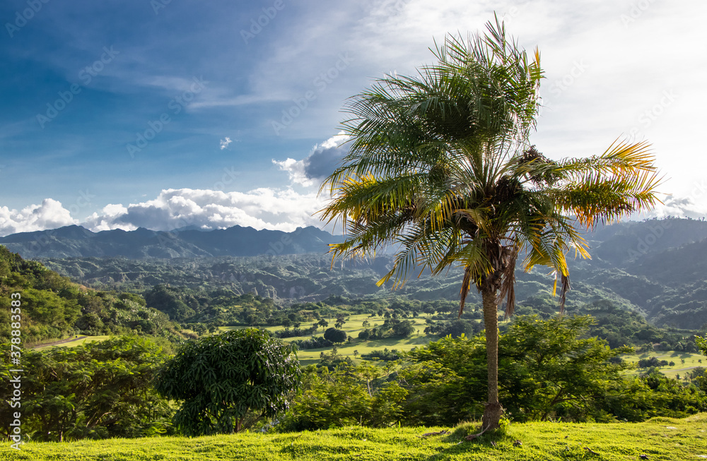 Palm Tree on Green Hill Overlooking Tropical Forests and Jagged ...