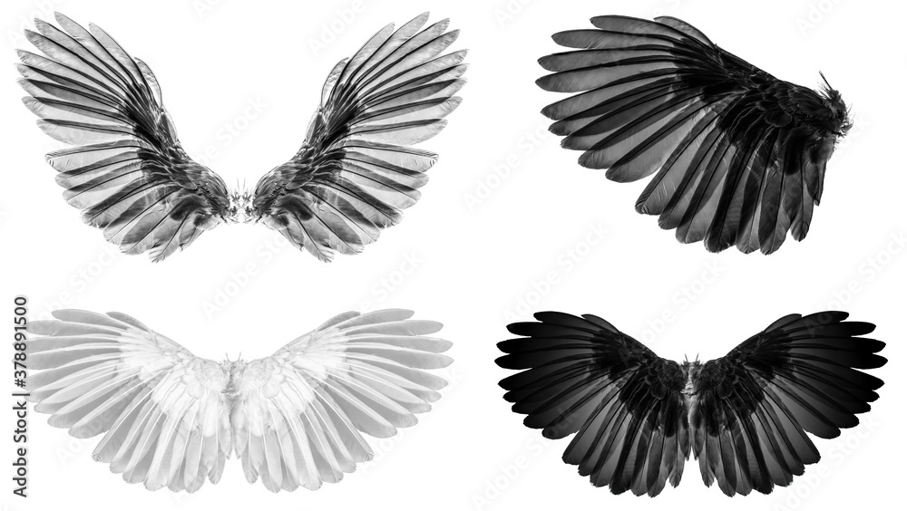 Angel wings isolated on whitebackground Stock Photo | Adobe Stock