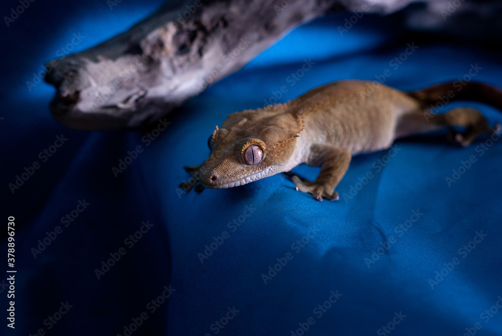 Blue Crested Gecko