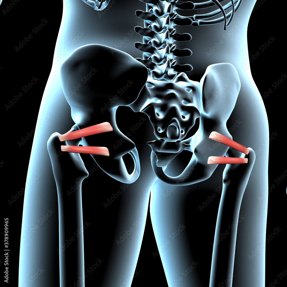 3d Illustration of the Superior and Inferior Gemellus Muscles ...