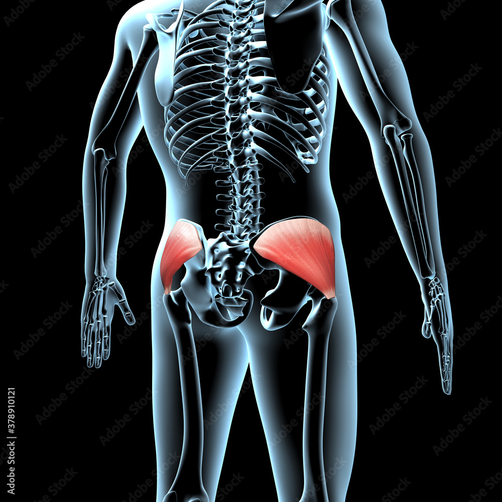 3d Illustration of the Gluteus Medius Muscles Anatomical Position on ...
