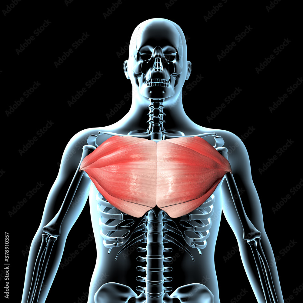 3d Illustration of the Pectoralis Major Muscles Anatomical Position on ...